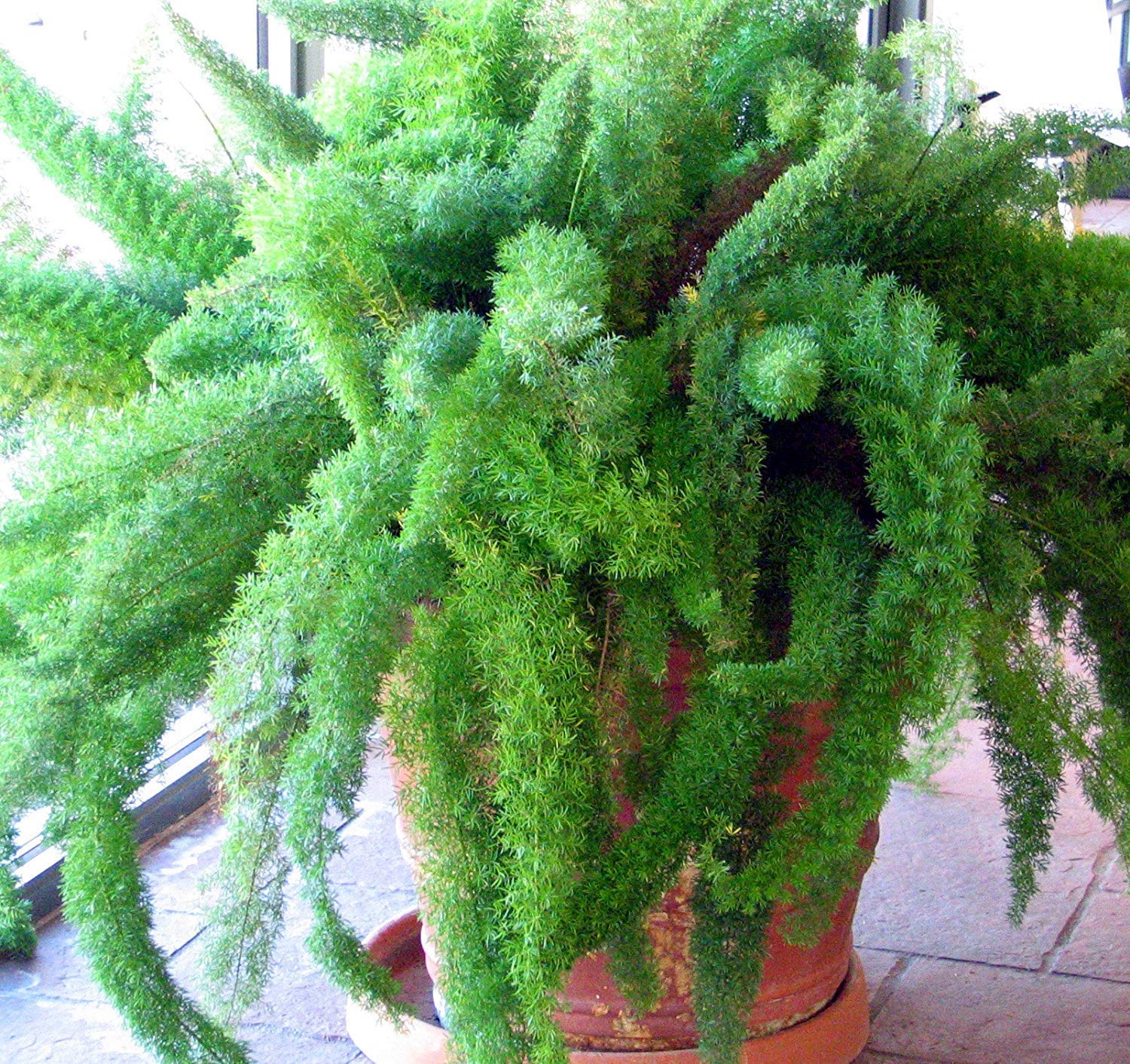 UGALOO Asparagus Meyeri - Foxtail Fern Live Plant Foxtail Fern Live ...