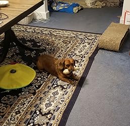 Amazon.com : Castor & Pollux Good Buddy Made in USA Natural Chicken ...