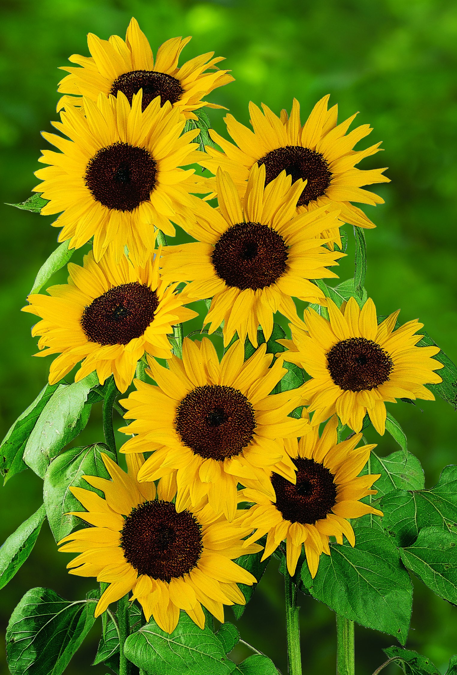Sol Sunflower