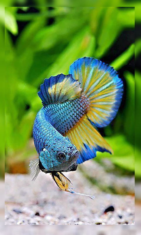 4K Betta Fish Wallpaper - App on Amazon Appstore
