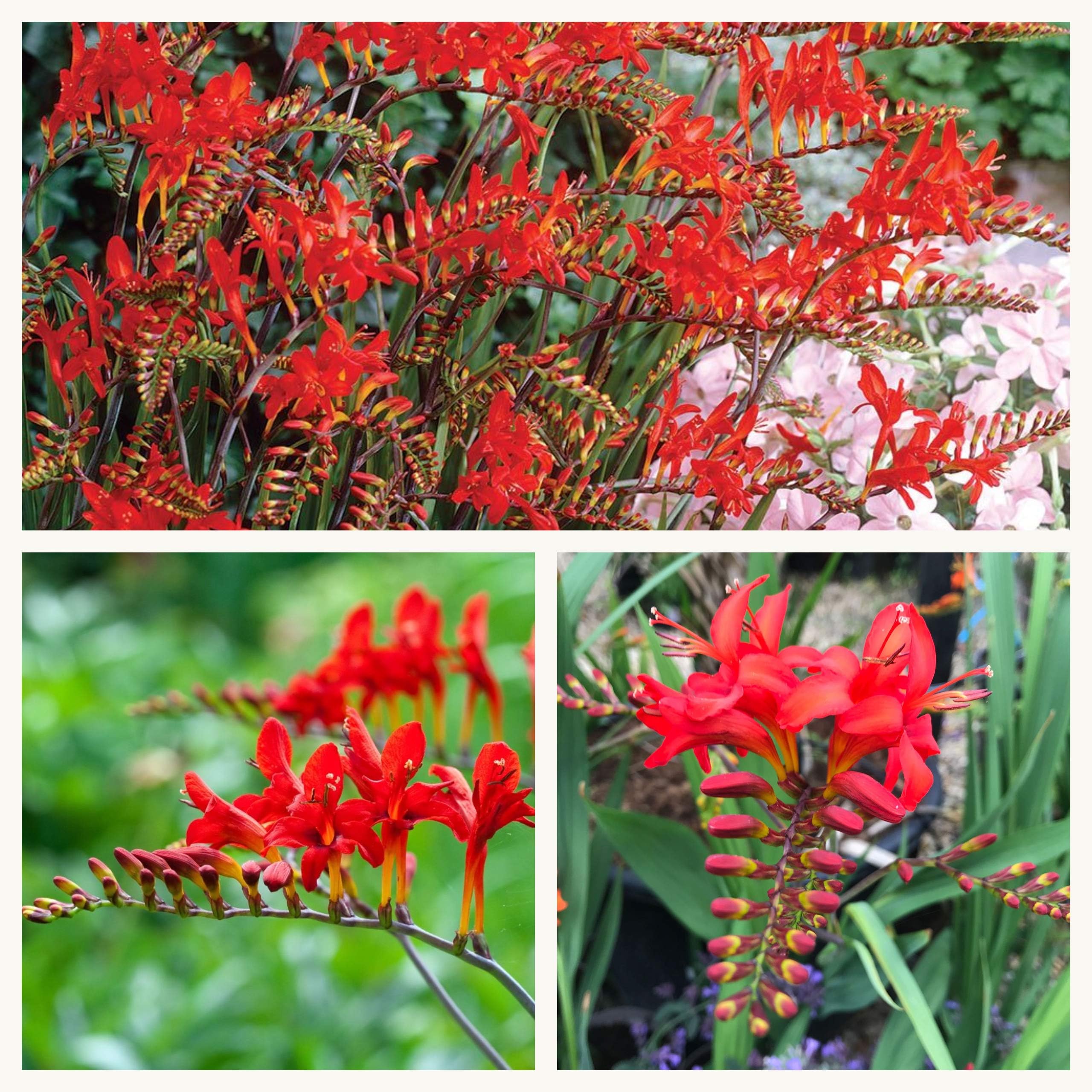 Crocosmia Lucifer (Montbretia) Summer Bulbs WPC Prins Quality Corms ...