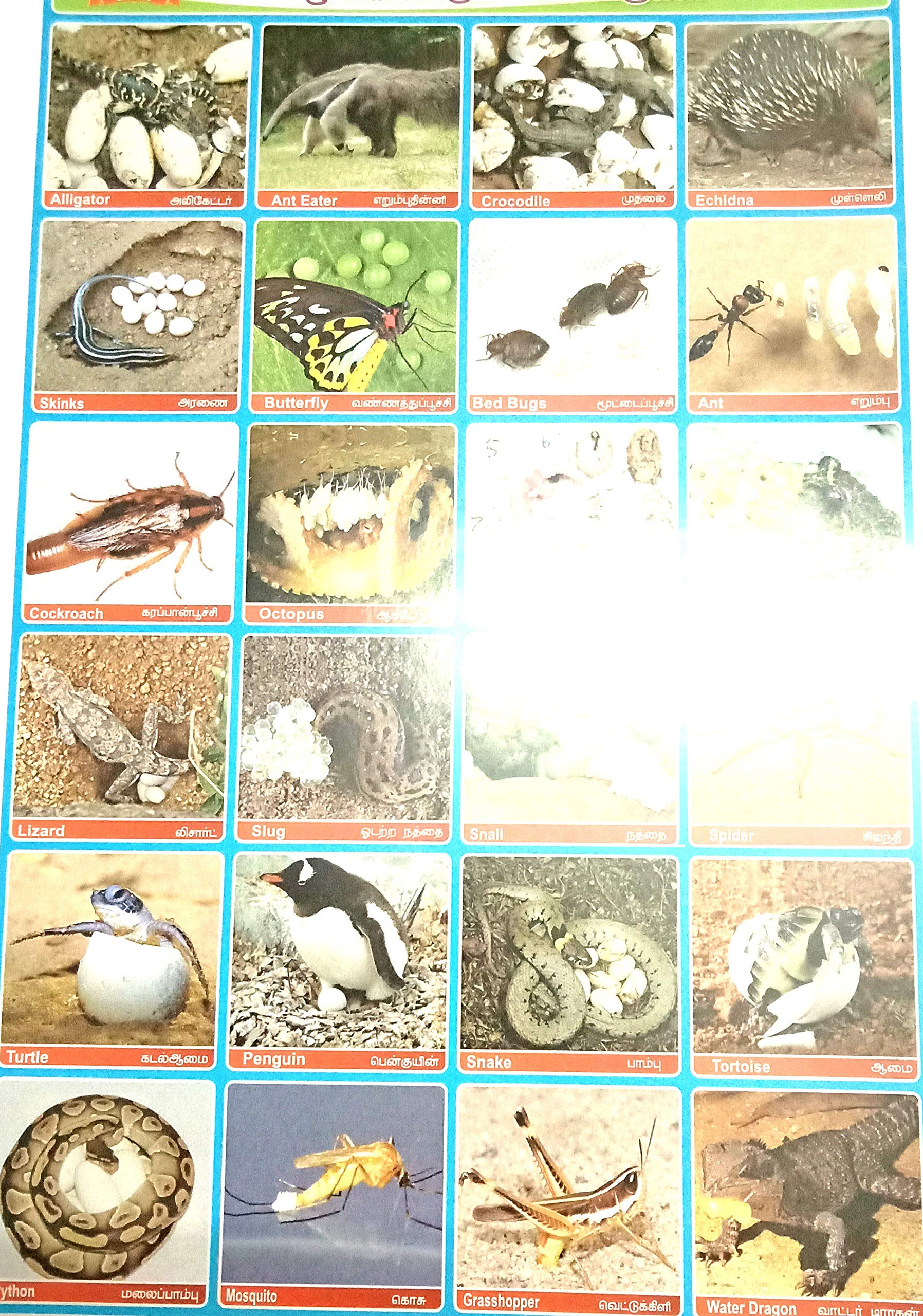 Egg Laying Animals Chart
