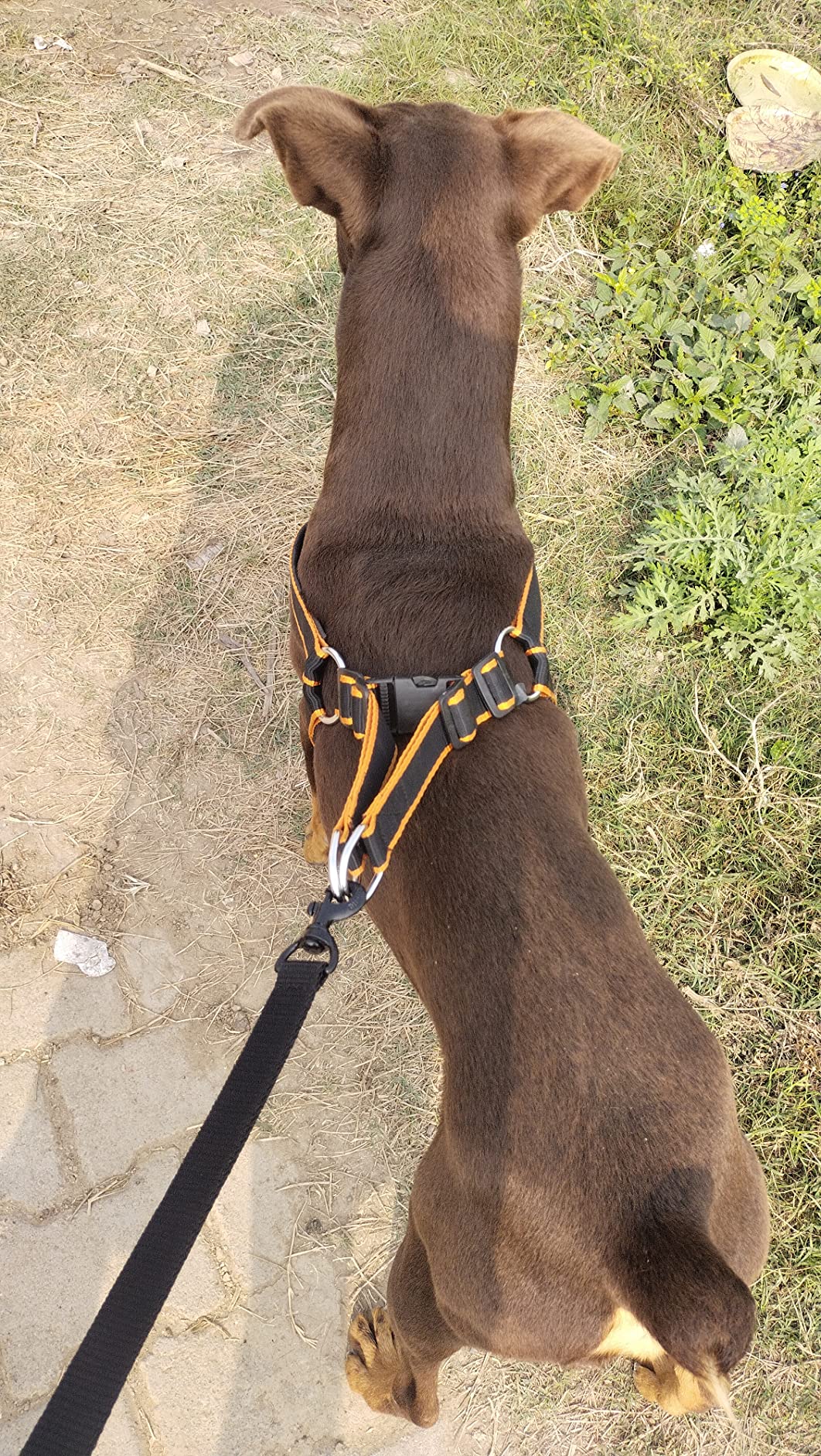 SUPER CHAIN Pups&Pets Combo 1.25 inch Dog Adjustable Chest Belt Body ...