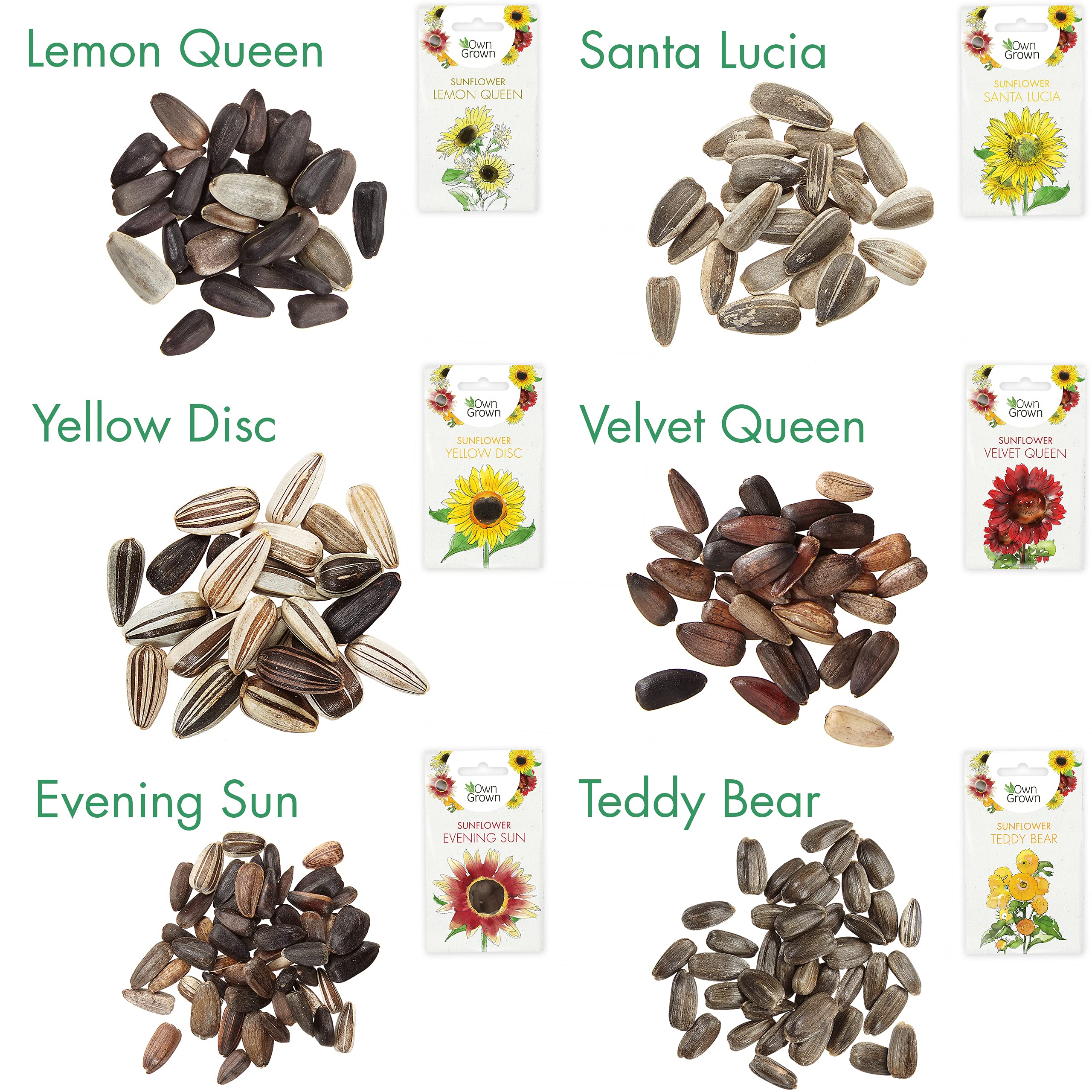 Sunflower Seed Varieties Sunflower Seed Wikipedia