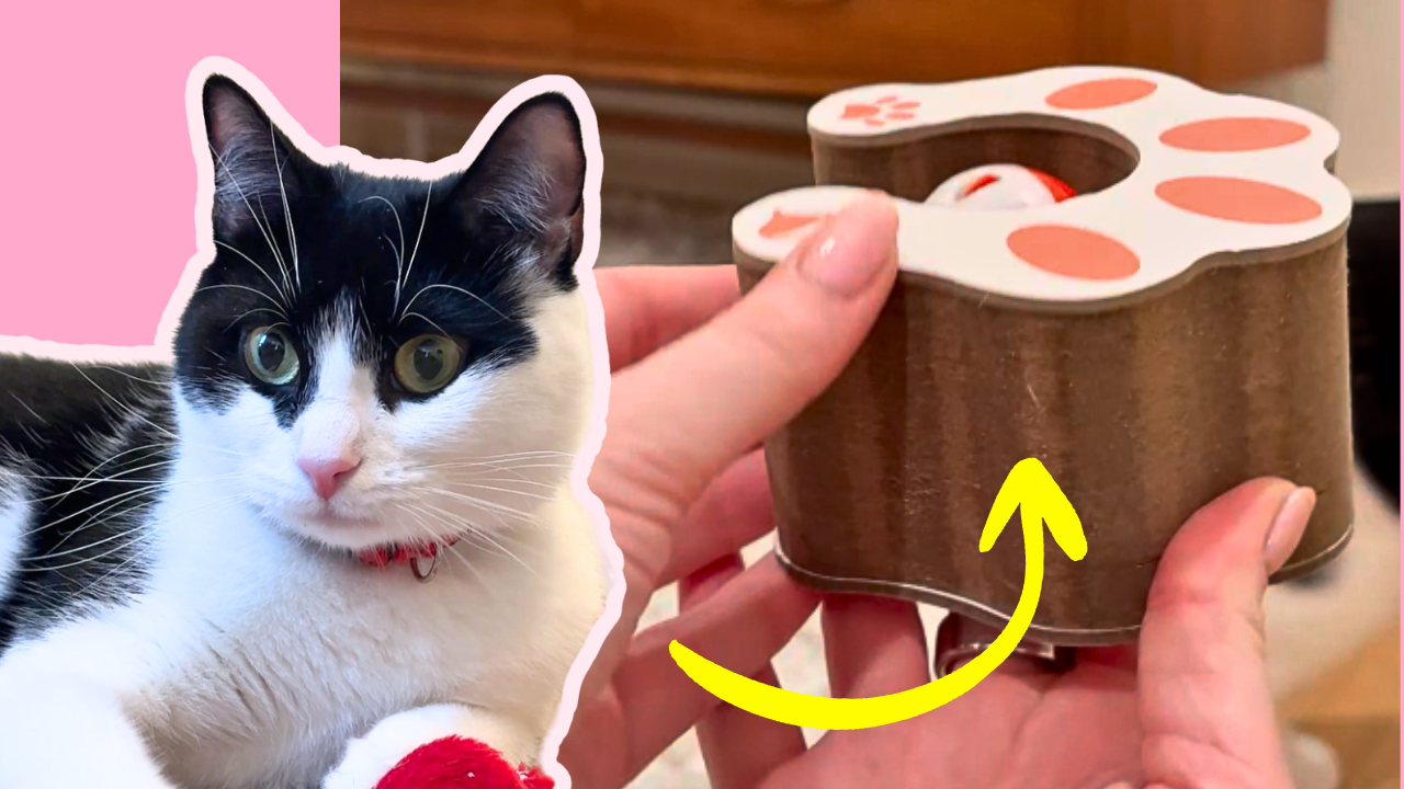 Watch kitten tries this FUN paper cat toy #pets #cats on Amazon Live