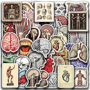 Amazon.com: 50Pcs Vintage Anatomy Stickers Nursing Body Part Stickers ...