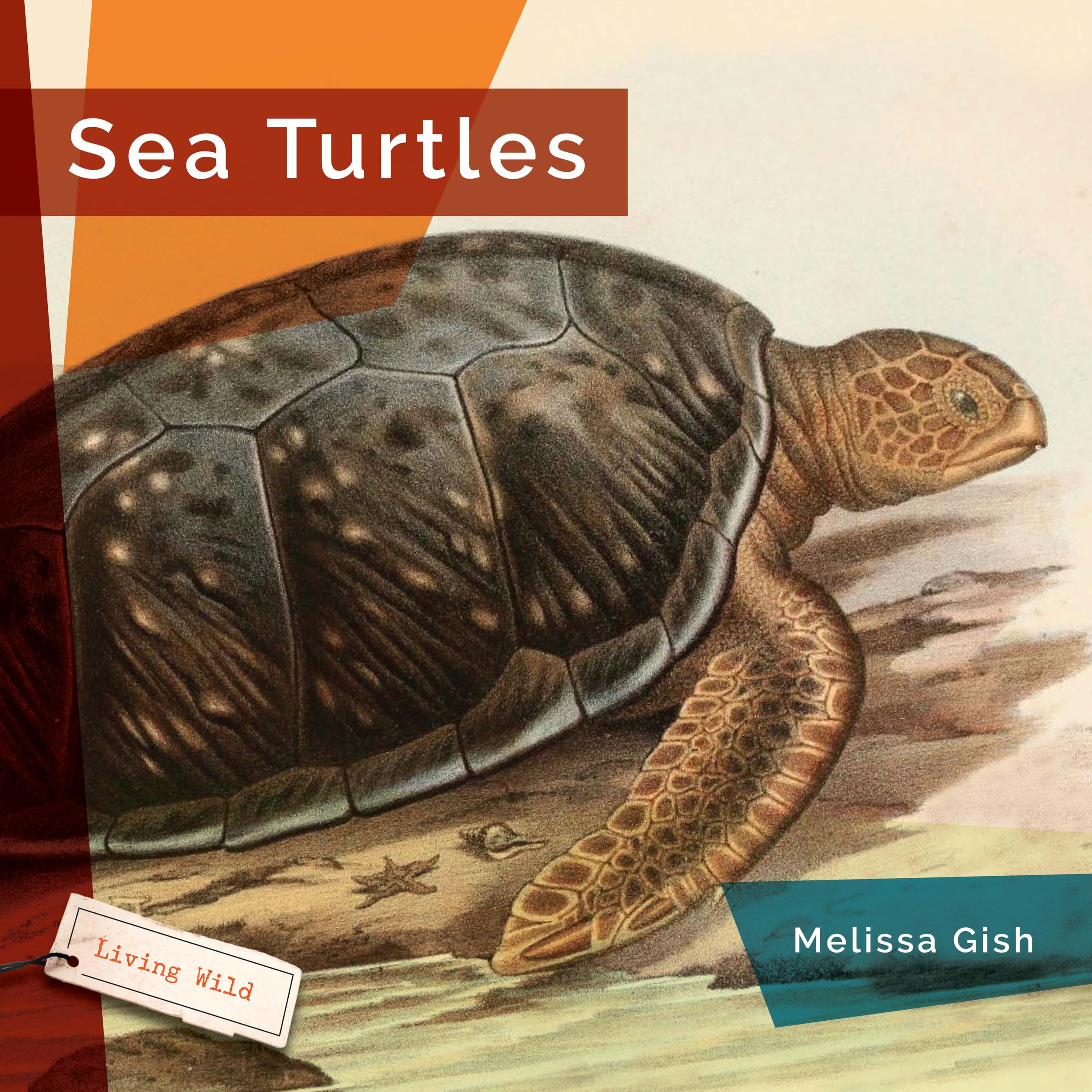 Sea Turtles (Living Wild): Gish, Melissa: 9781682773543: Amazon.com: Books