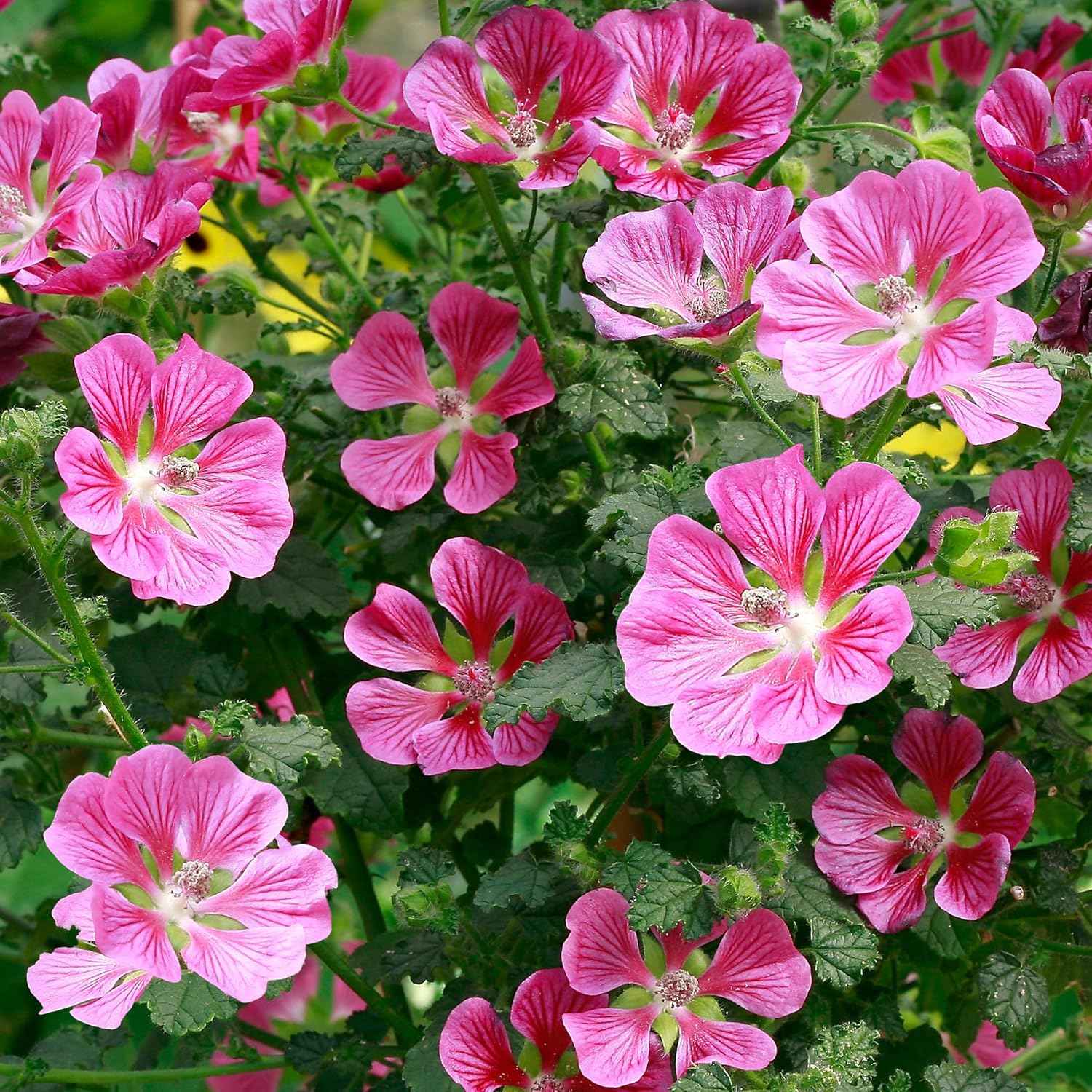 Anisadontea Capensis African Cape Mallow Bushy Perennial Pink Flowering ...
