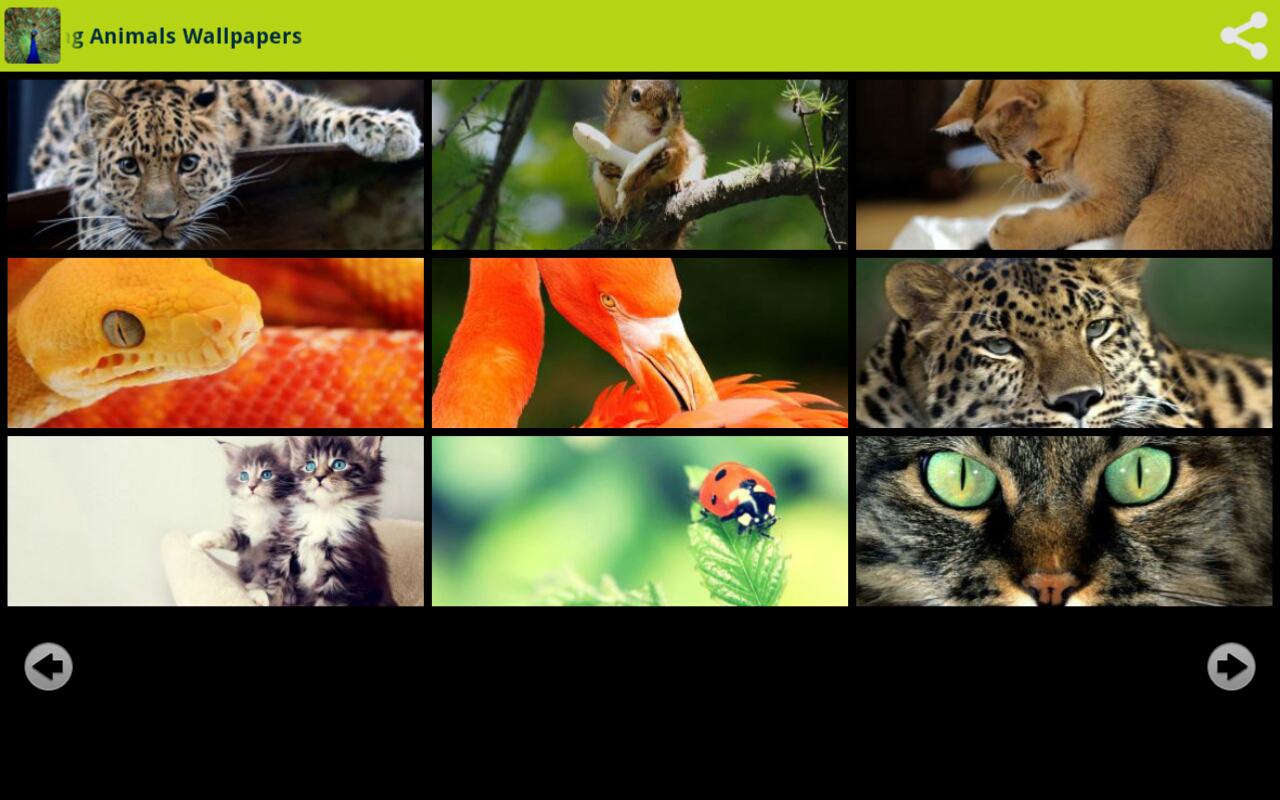 Amazing Animals Wallpapers - App on Amazon Appstore