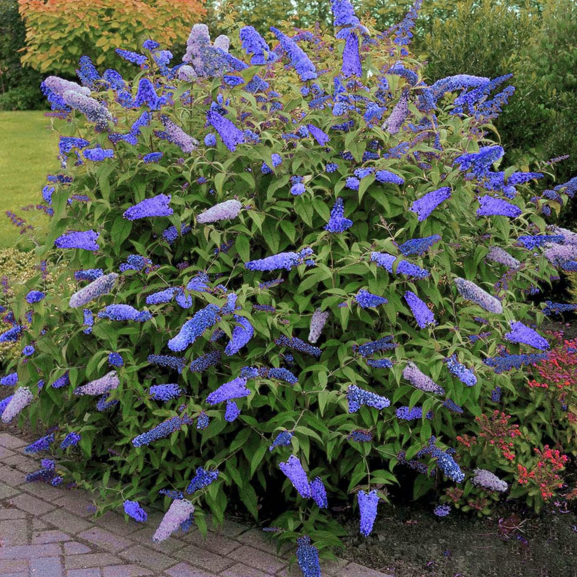 Buddleia Davidii "Empire Blue" Schmetterlingsflieder Duftender ...