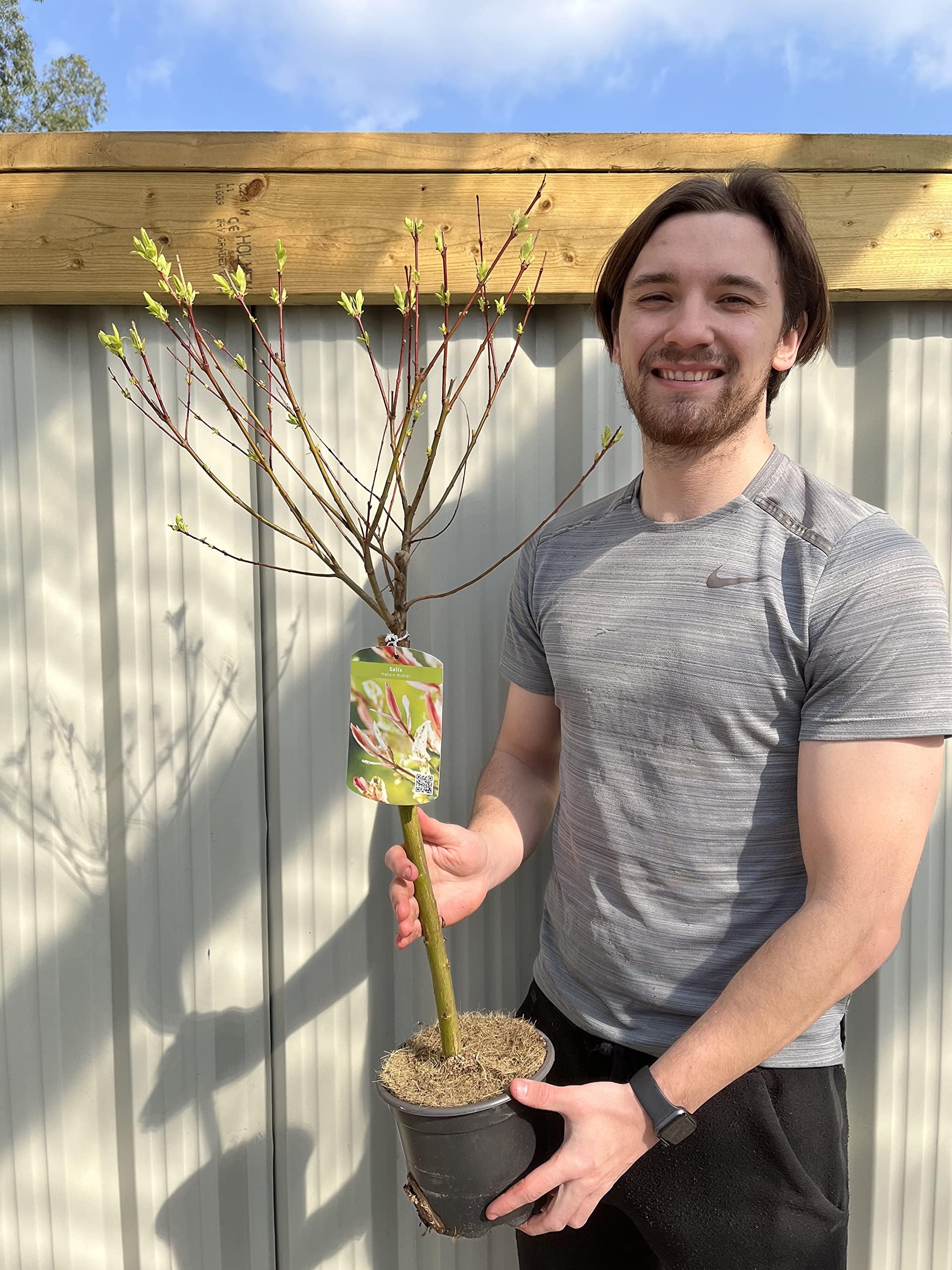Salix Flamingo Tree | Salix Nishiki | Dwarf Willow Tree (60-70cm ...
