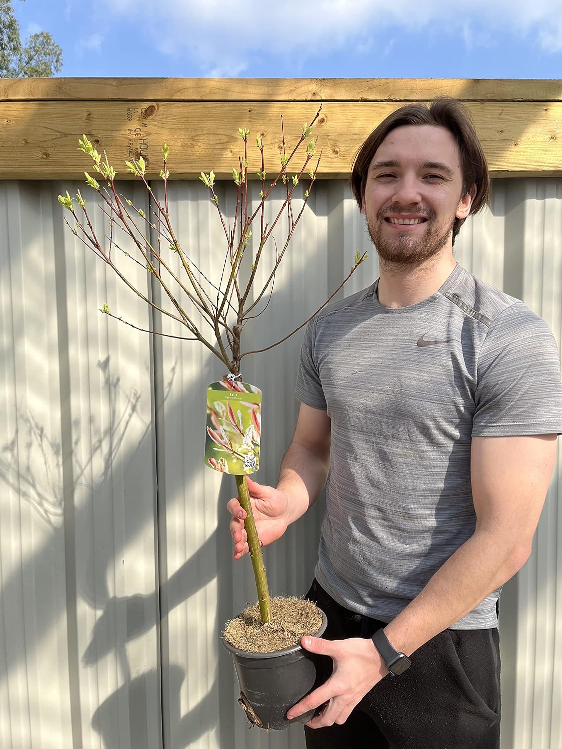 Salix Flamingo Tree | Salix Nishiki | Dwarf Willow Tree (60-70cm ...