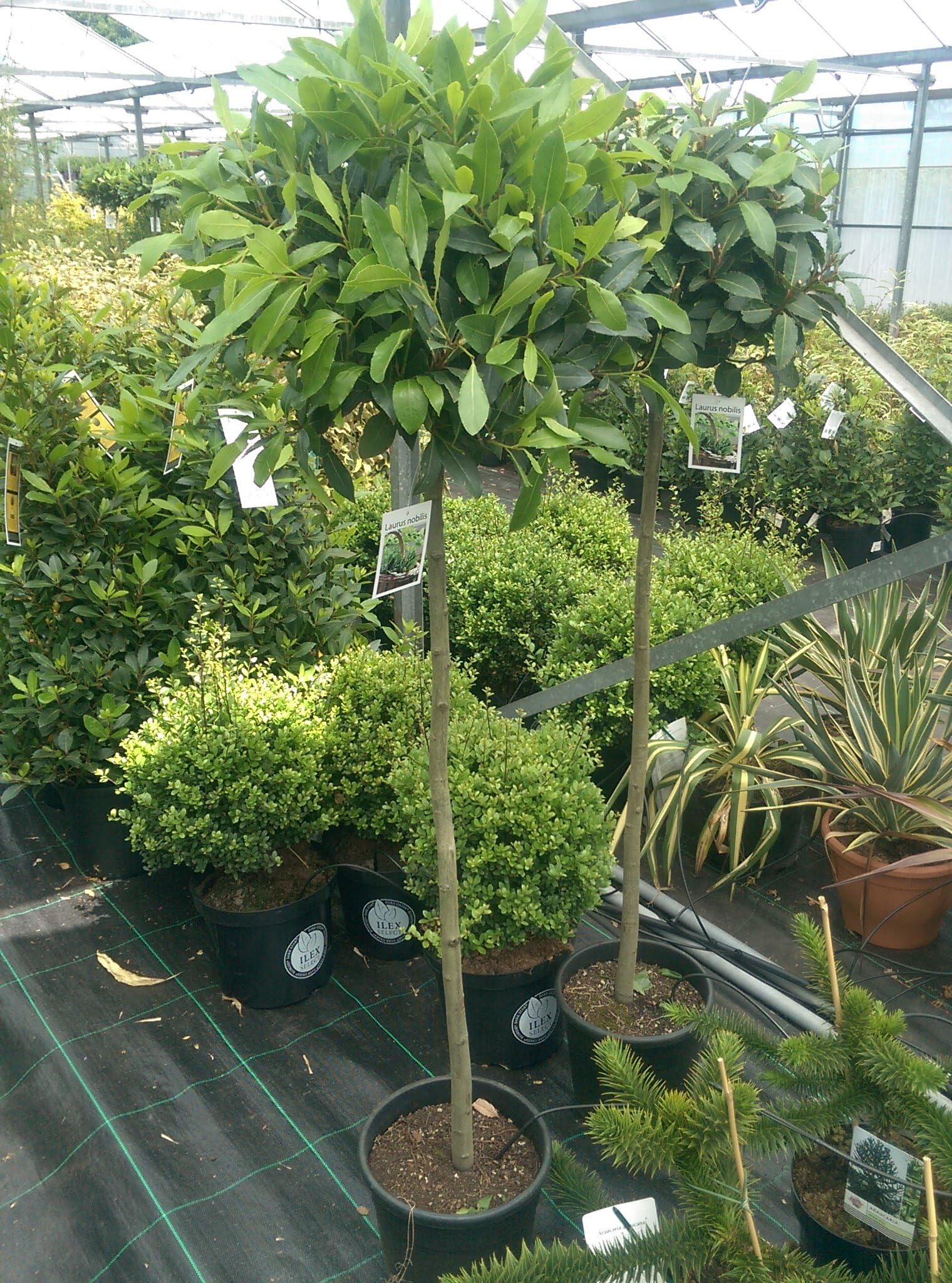 Laurus nobilis Standard Bay Tree - 1 Tree : Amazon.co.uk: Garden