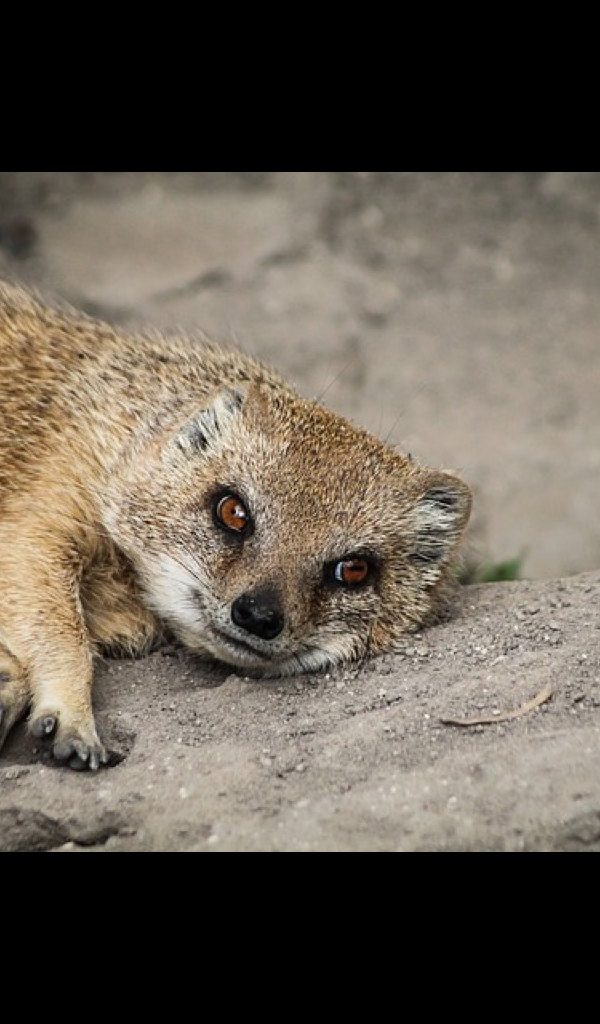 cute mongoose Wallpaper -- HD Wallpapers of cute mongoose! - App on ...