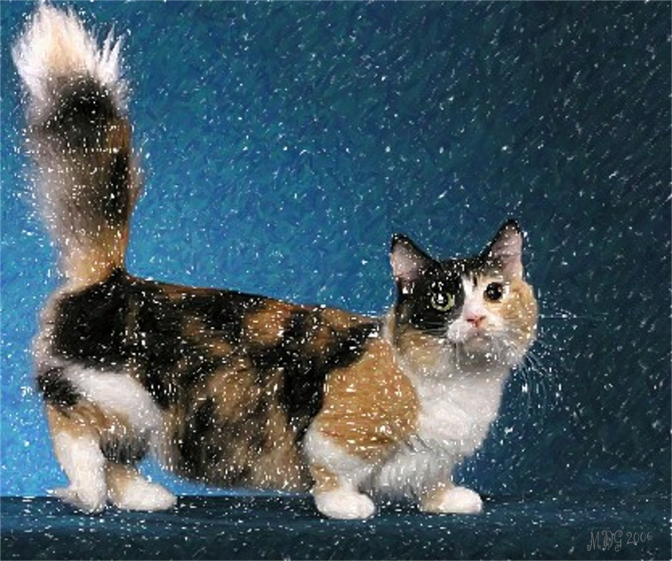 Calico Munchkin Kittens
