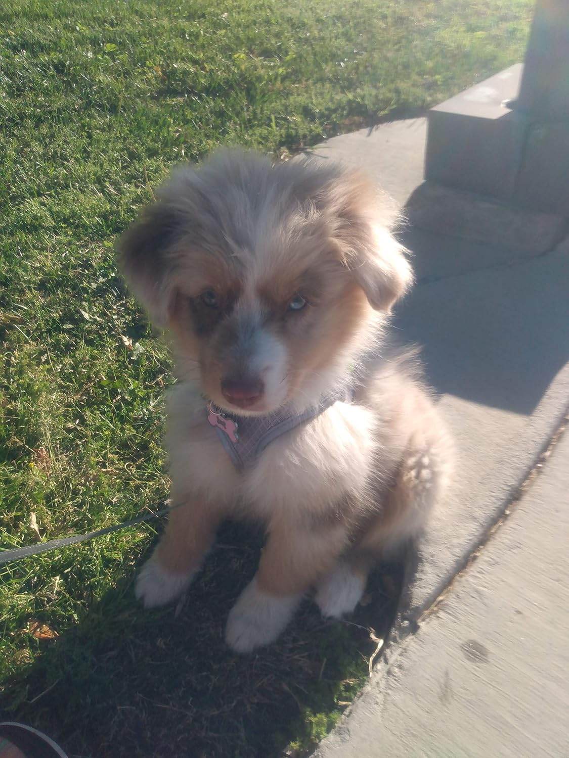 Sessa and the Fig Tree: No More Figgies for Sessa (Sessily the puppy ...