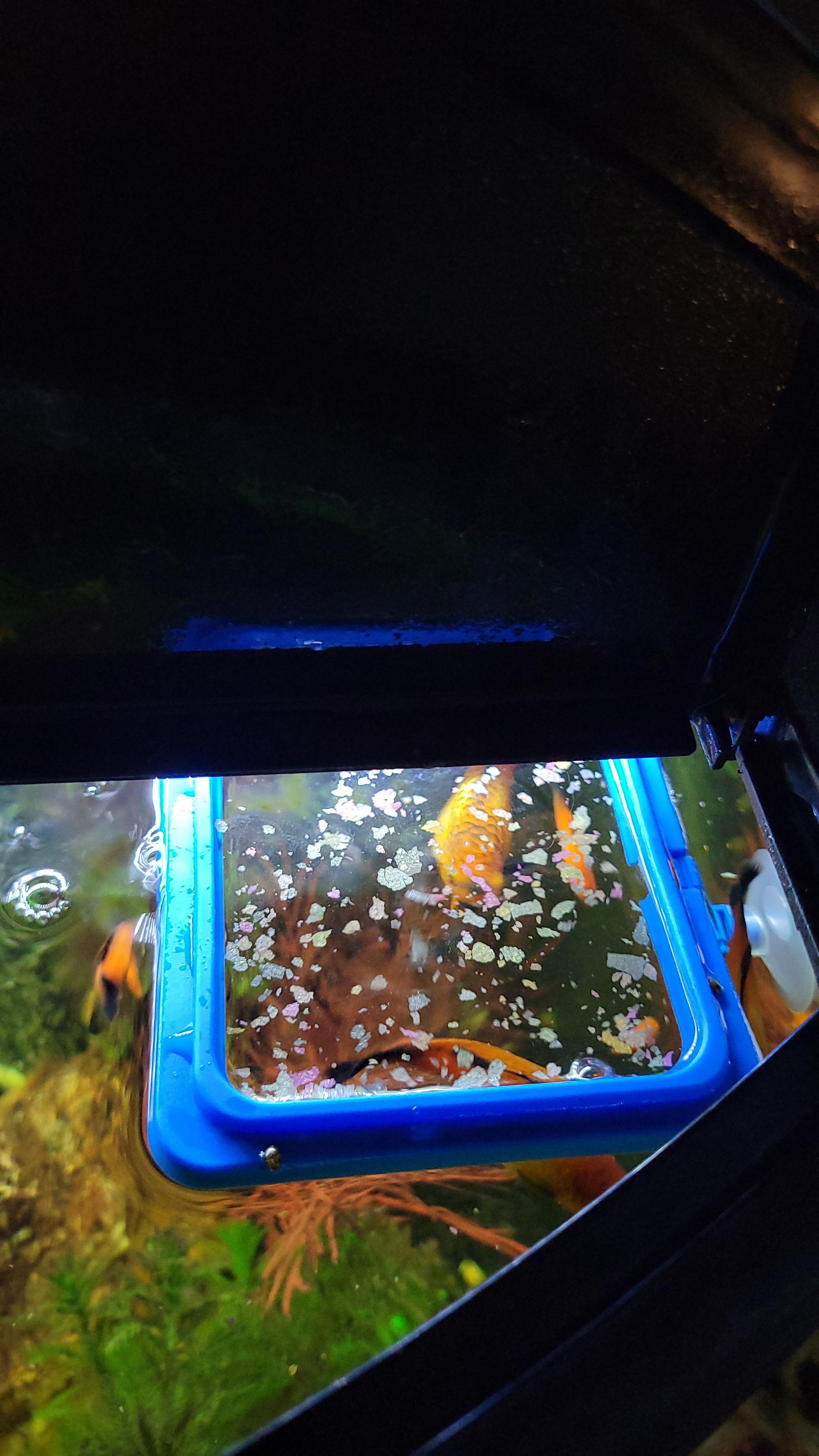 XEOGUIYA Floating Feeder Ring, Square Aquarium Fish Feeding Ring ...