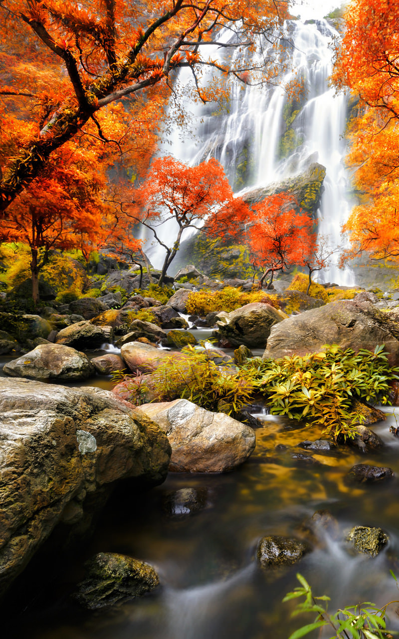 Aplicación Forest Live Wallpaper en Amazon Appstore