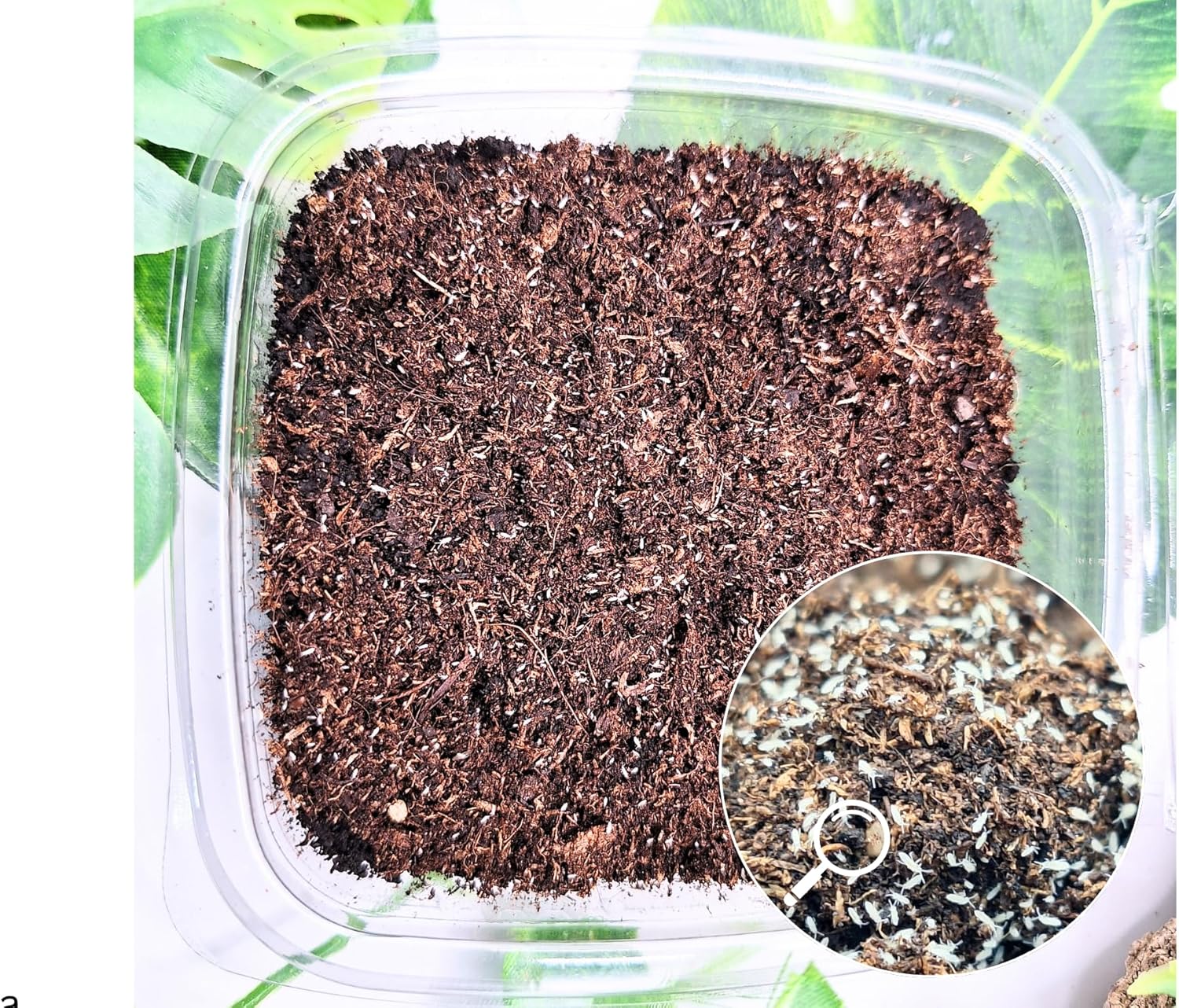 60g Live Springtails Culture Perfect Bioactive Insects and Clean Up ...