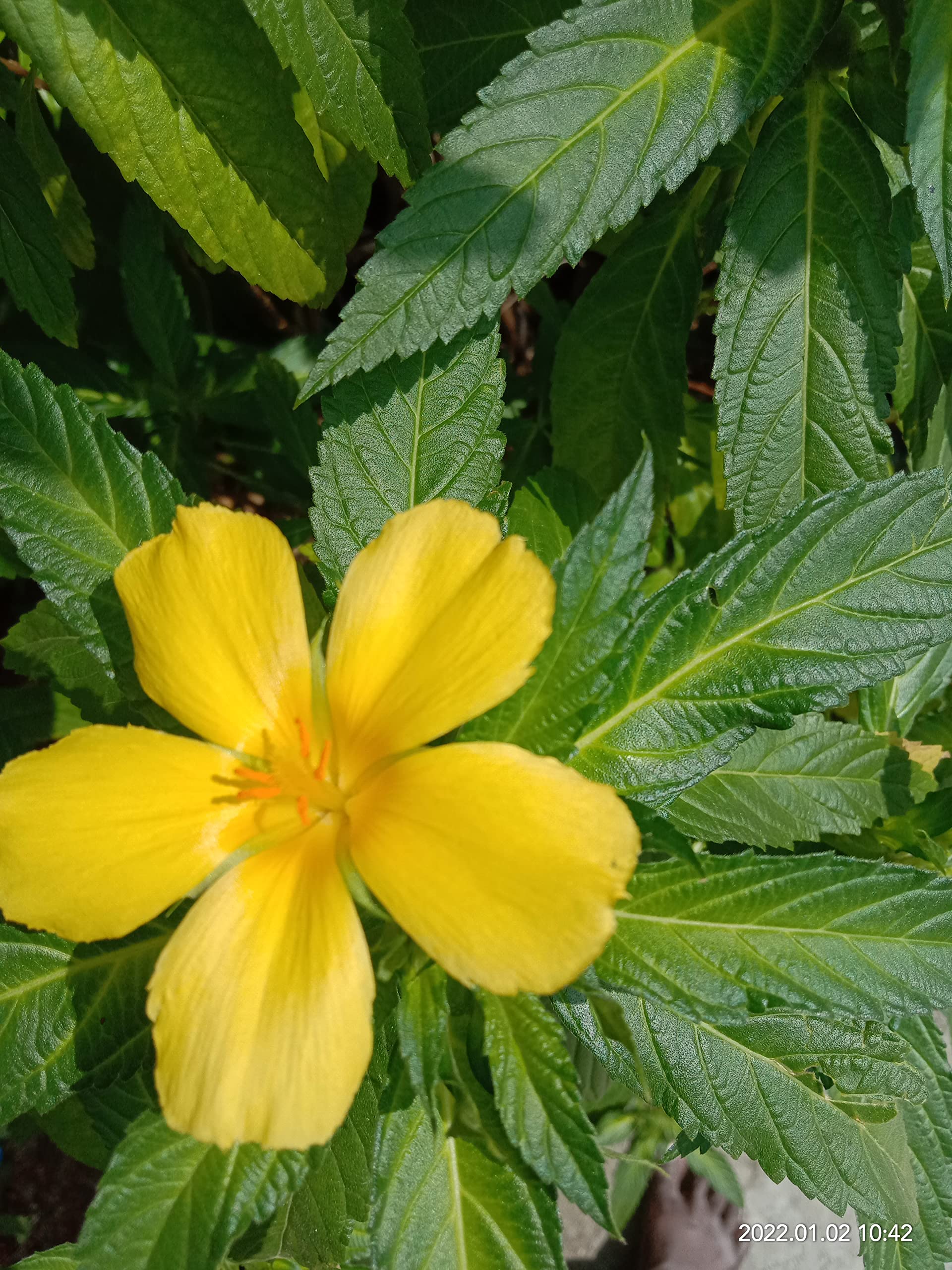 Morning Glory Flower Yellow