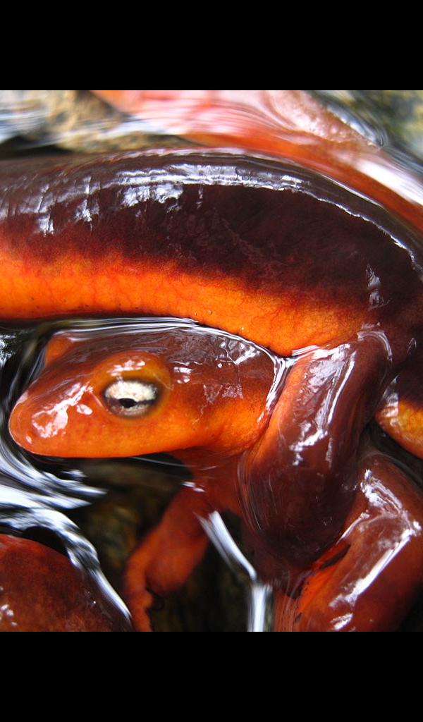 Newt Wallpaper -- HD Wallpapers of Newts! - App on Amazon Appstore