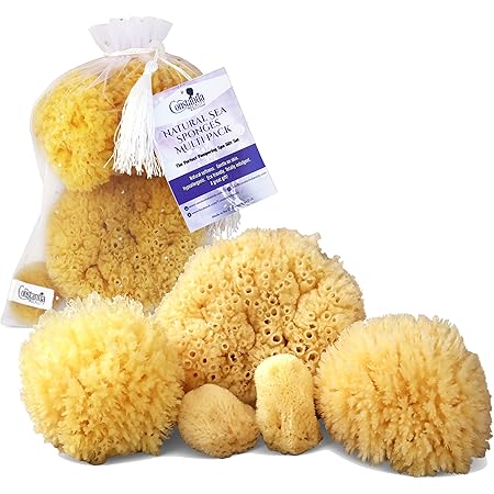 Amazon.com: Sea Wool Sponge 6-7" (X-Large) by Bath & Shower Express ...