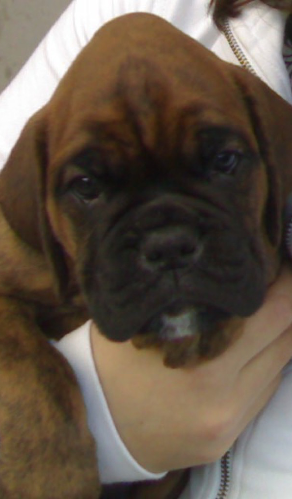 Aplicación Baby Boxer Puppy Wallpaper -- HD Wallpapers of Baby Boxer ...