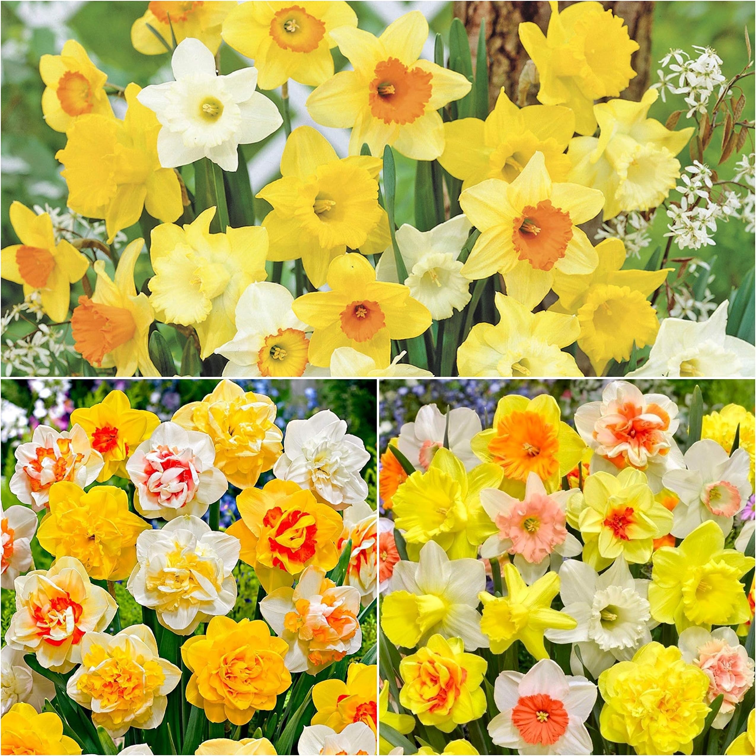 5 x Narcissus Large Cupped Carlton - Spring Flowering Bulbs ...