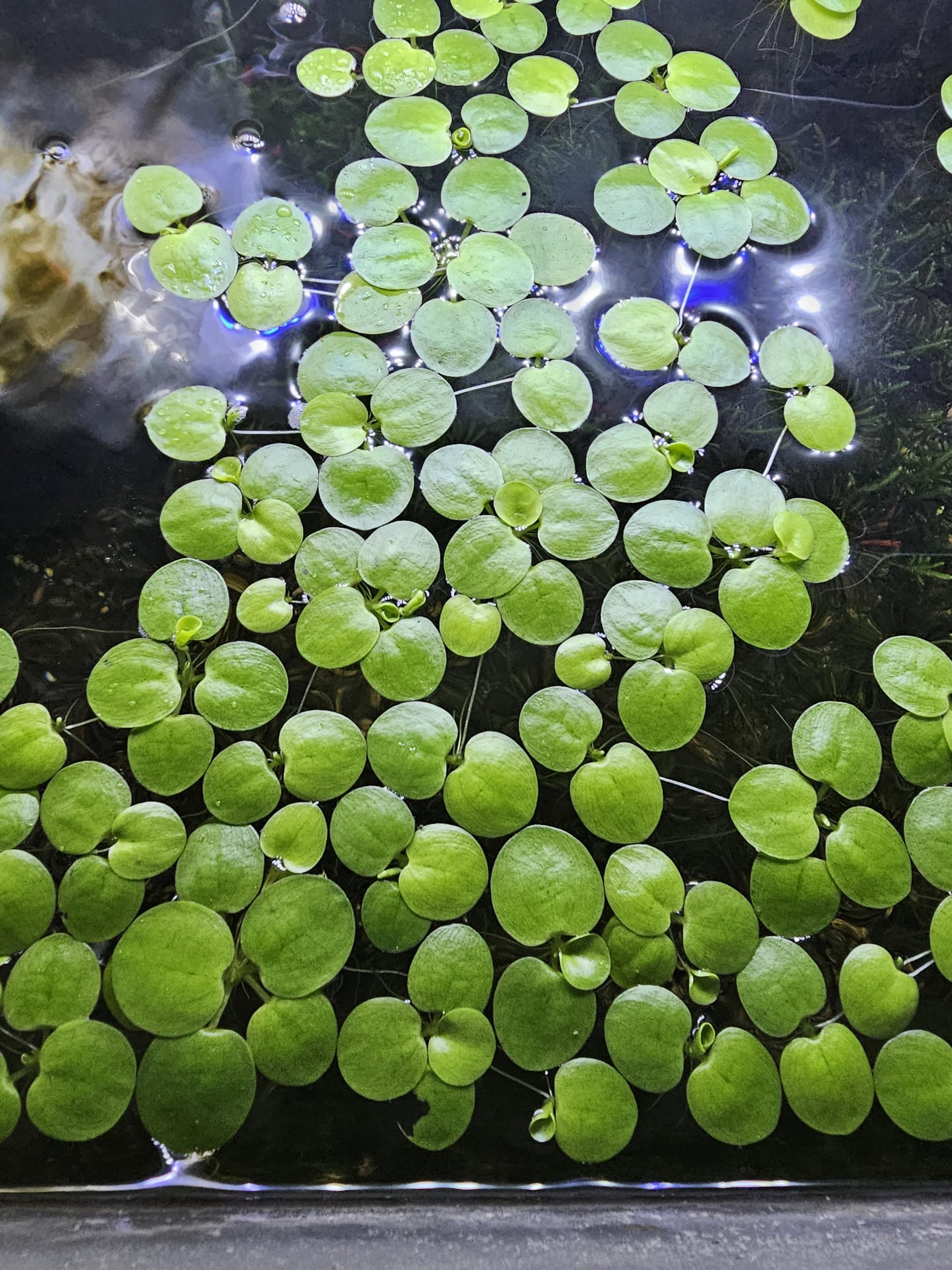Frogbit For Sale Limnobium Laevigatum | Smooth Frogbit | UK Grown