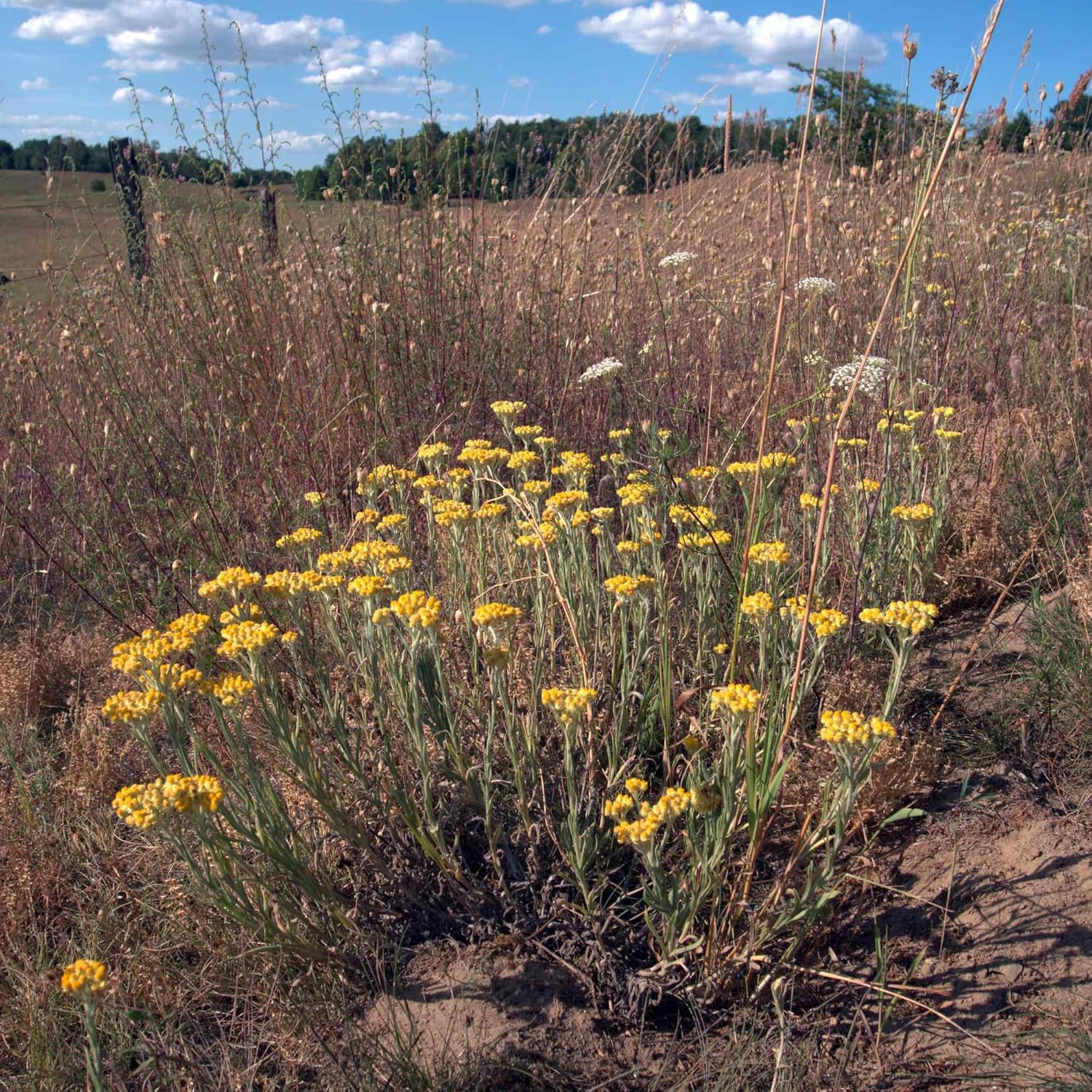 Amazon.com : CHUXAY GARDEN 40 Seeds Helichrysum Arenarium Seed,Common ...