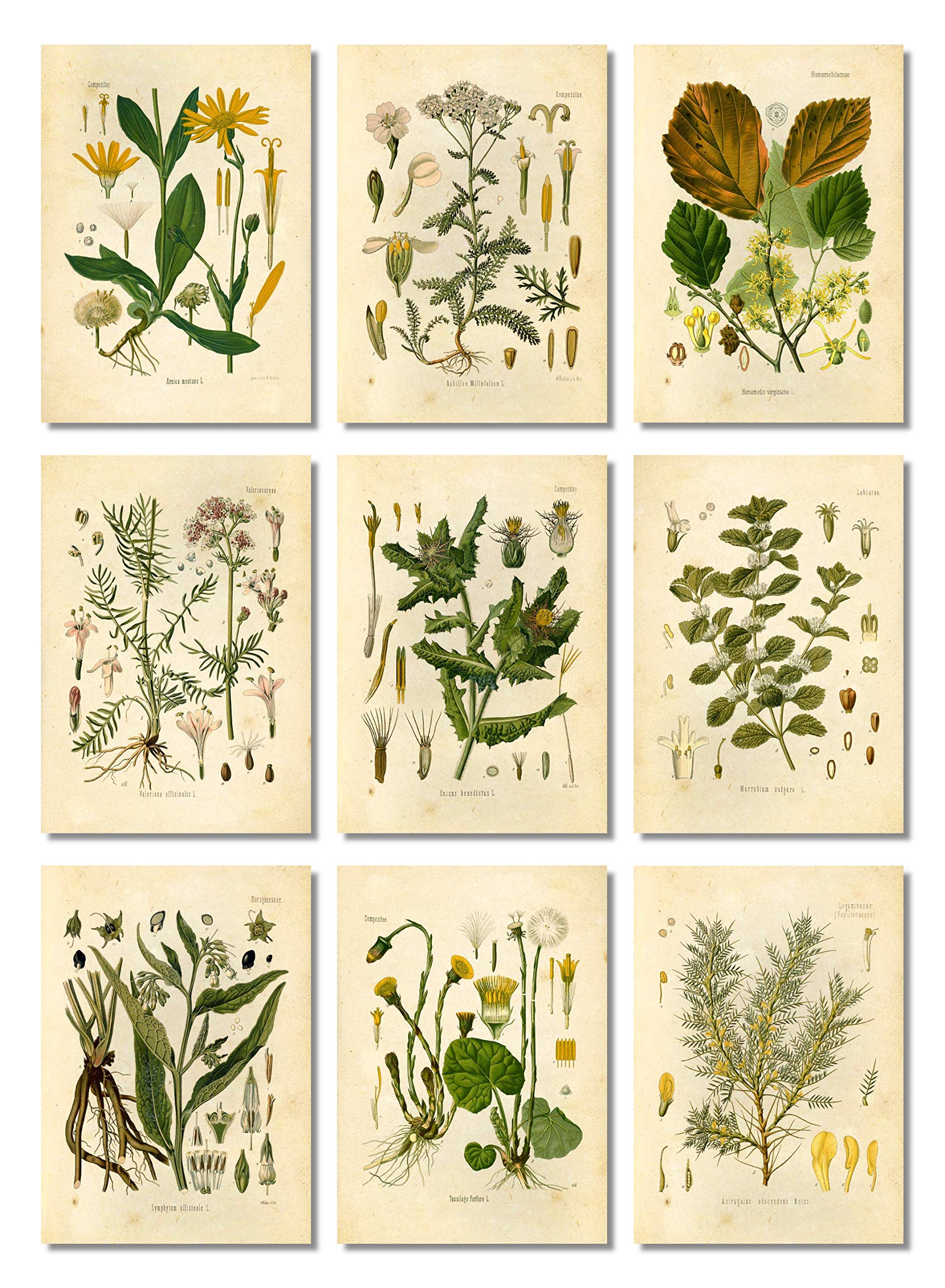 Herb Botanical Drawing