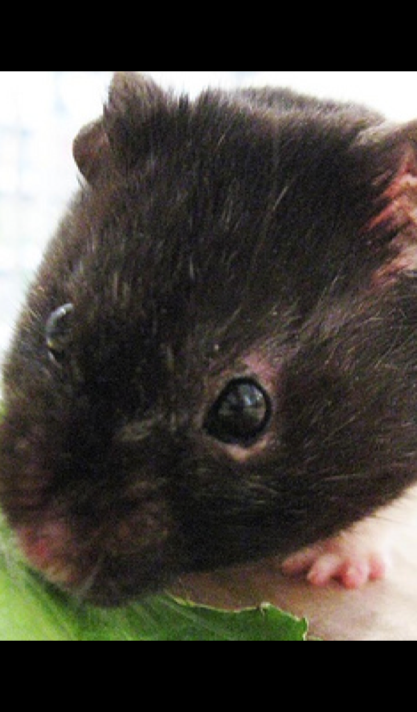 Hamster Wallpaper -- HD Wallpapers of Hamsters!:Amazon.de:Appstore for Android