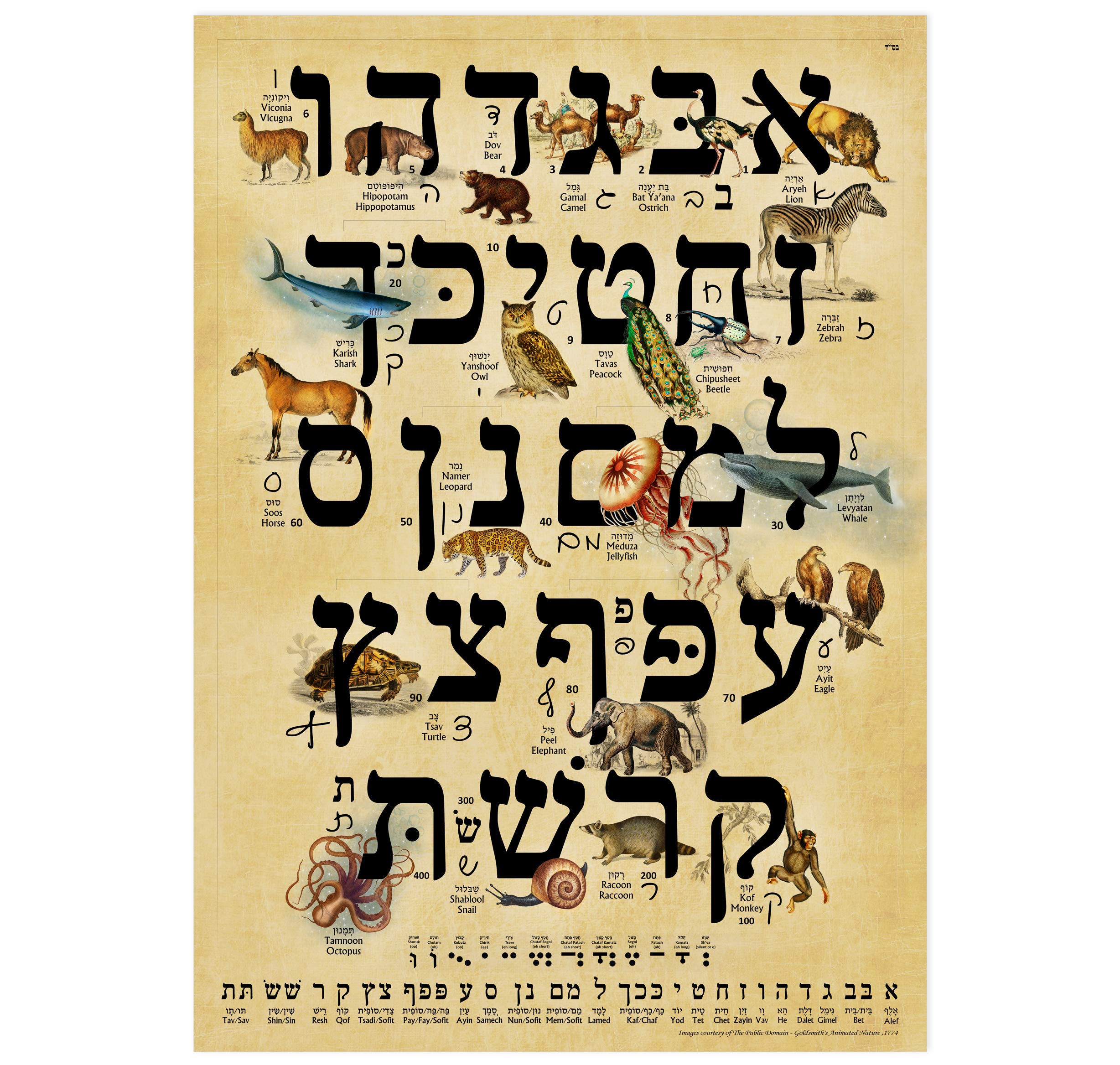 Buy Learn Hebrew Illustrated Animal Hebrew Aleph Bet Wall Chart (A3 11. ...
