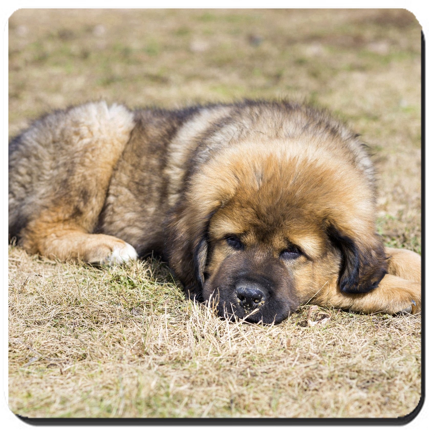 Can A Tibetan Mastiff And A Estrela Mountain Dog Be Friends