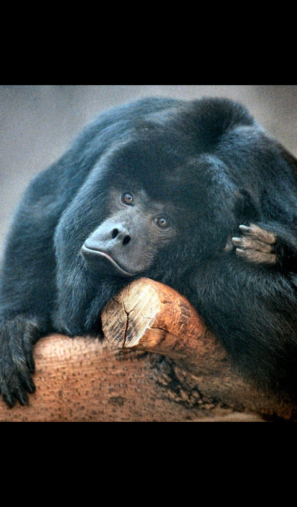 Howler Monkey Wallpaper -- HD Wallpapers of Howler Monkeys! - App on ...