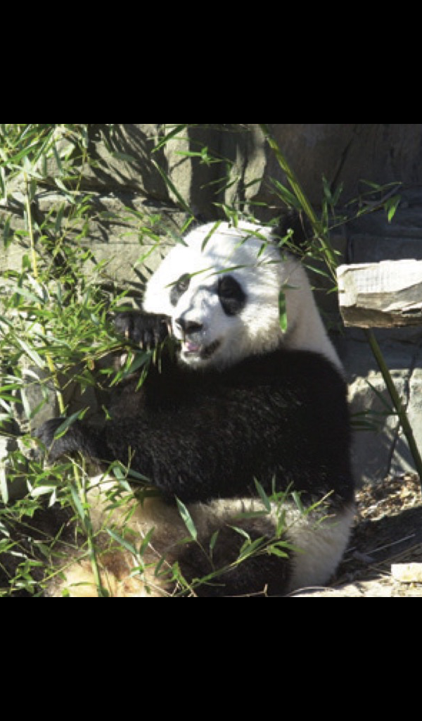 giant panda Wallpaper -- HD Wallpapers of giant pandas! - Application sur Amazon Appstore