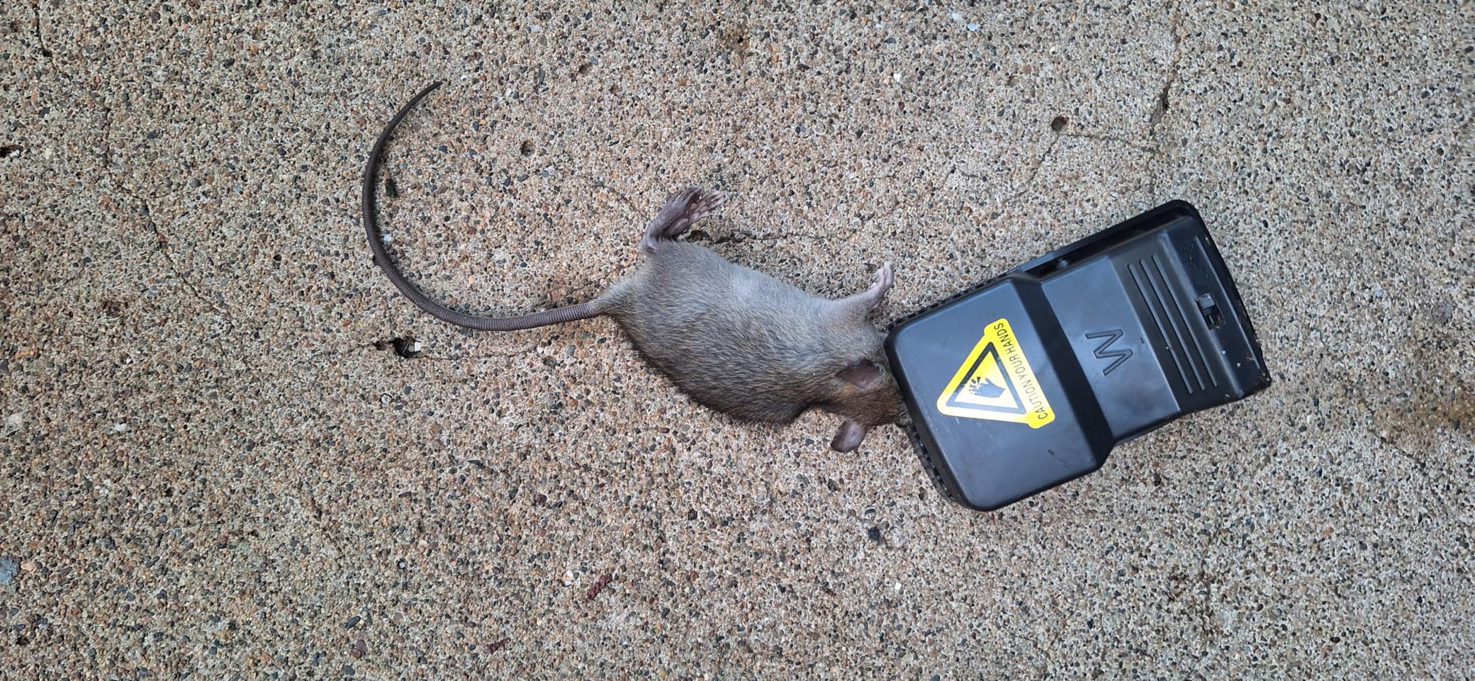 Feeke Rat Trap, Large Mouse Traps, Mouse Traps Indoor for Home, Instant Kill Pest Control Traps ...