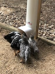 Amazon.com : Royal Rooster Automatic Chicken Feeder with Gravity Feed ...