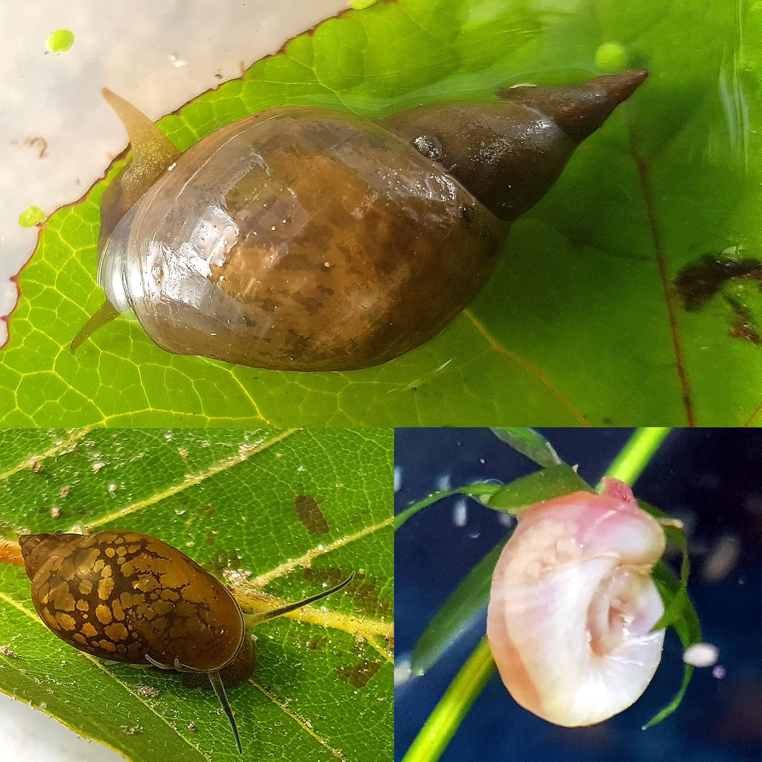 AquaLife UK 10x Pond Snails, Pond Pack of 3 different types, Freshwater ...