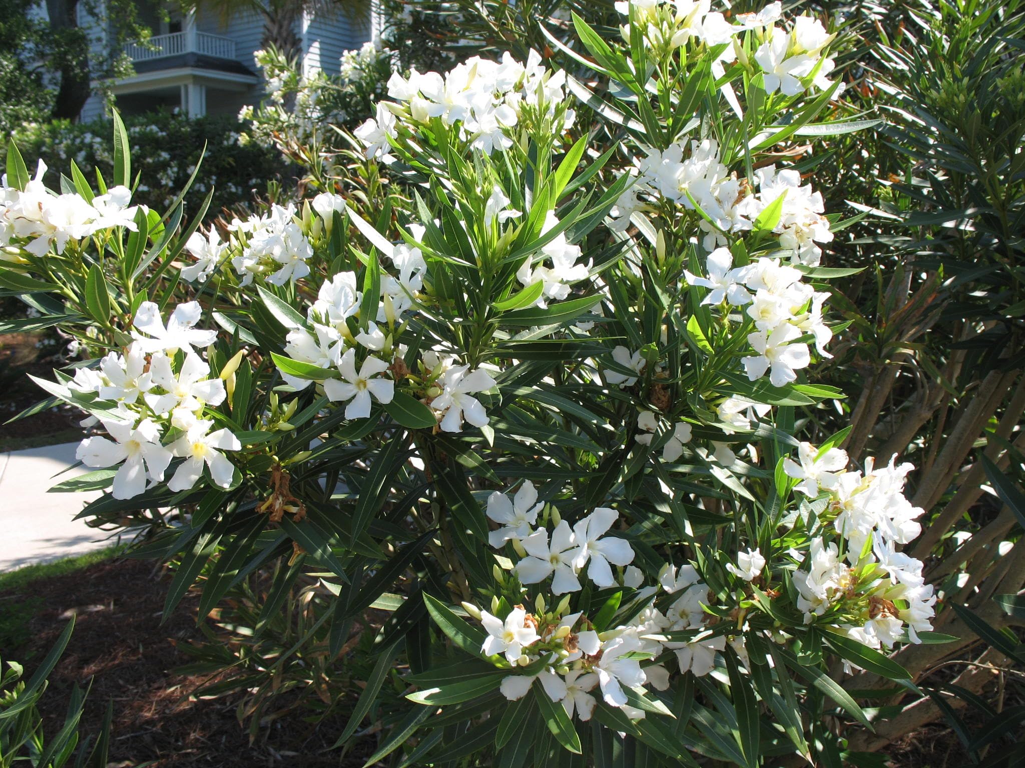 White Oleander Shrub