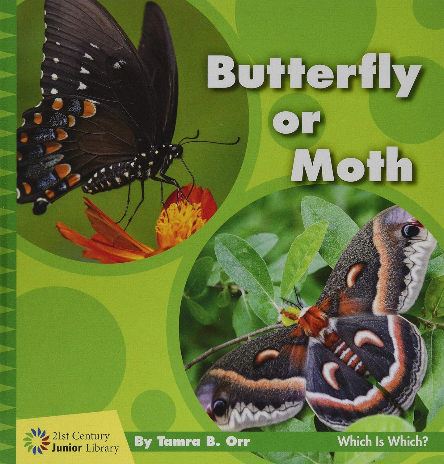 Butterfly or Moth : Buy Online at Best Price in KSA - Souq is now ...