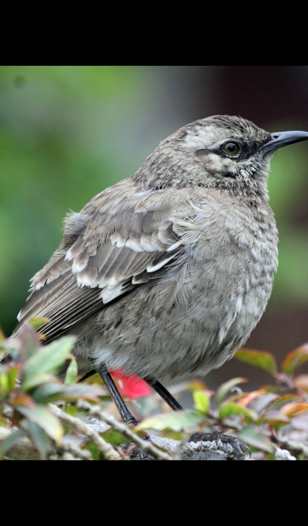 Mockingbird Wallpaper -- HD Wallpapers of Mockingbird! - Application ...