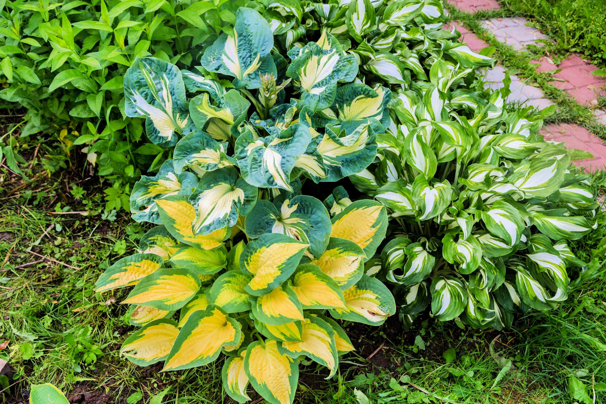 Amazon.com : 10 Mixed Color Hosta Plant Roots for Growing - Gardners ...