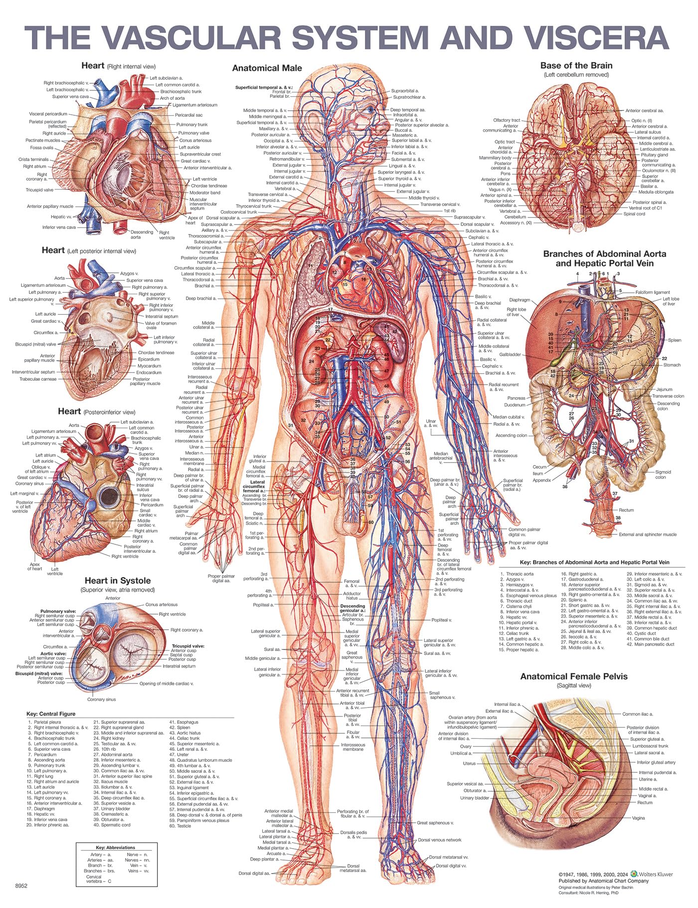 The Vascular System And Viscera Anatomical Chart | Desertcart INDIA