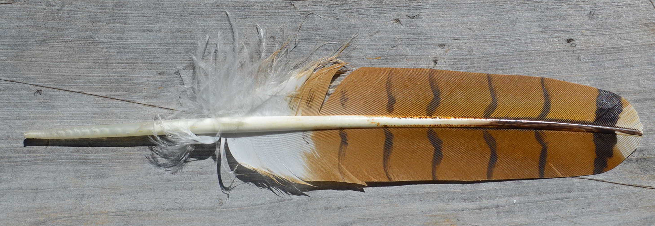 Red Tailed Hawk Feather