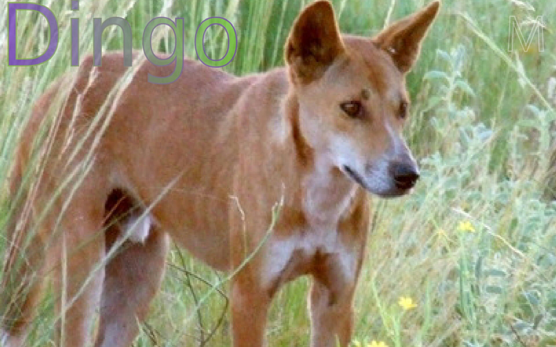 Wild Animals - App on the Amazon Appstore