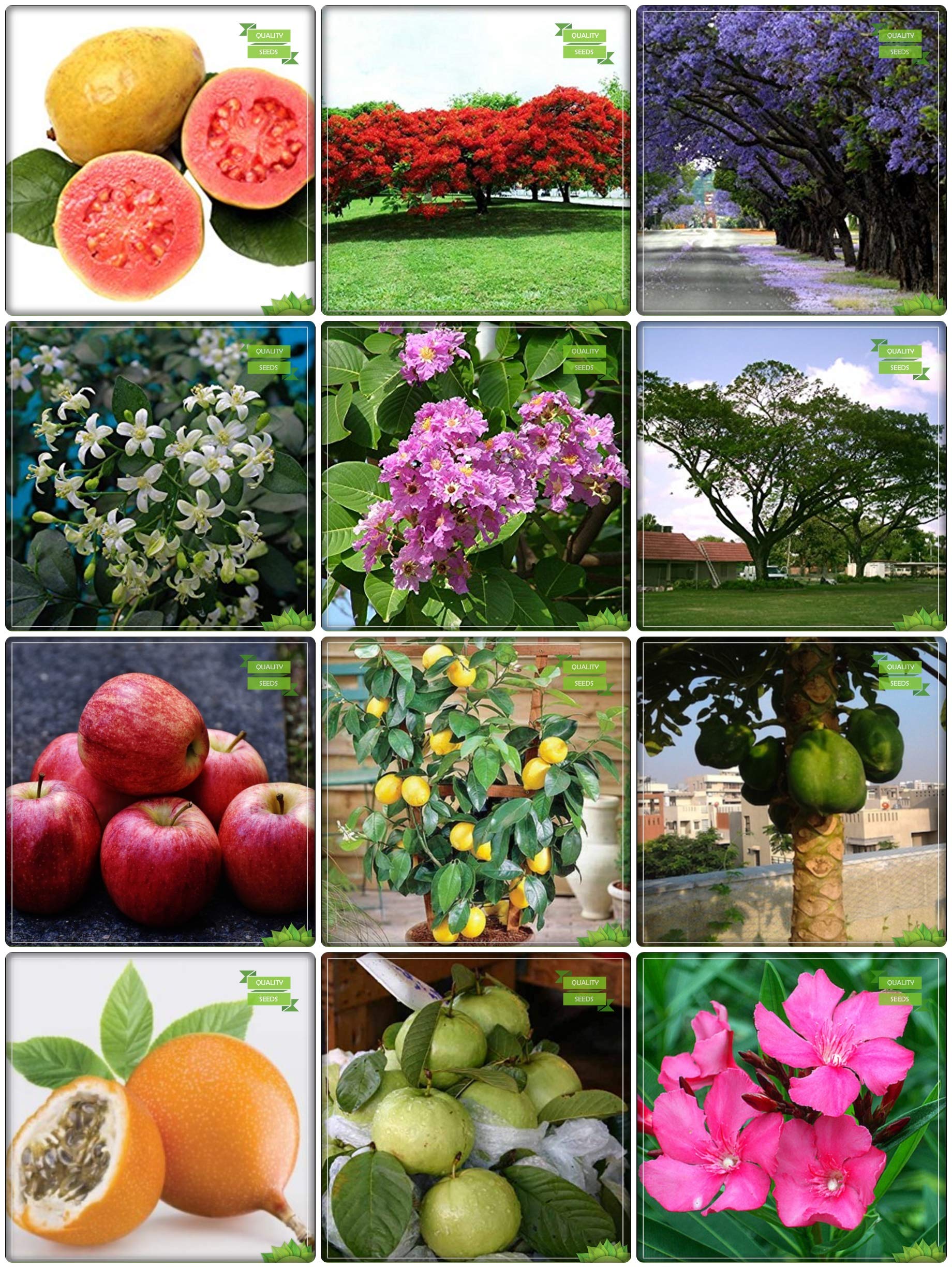 Buy Creative Farmer Packet Combo Tree : Jacaranda Mimosafolia, Gulmohar ...