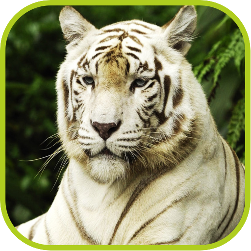 White Tiger Cute WPs - App on Amazon Appstore