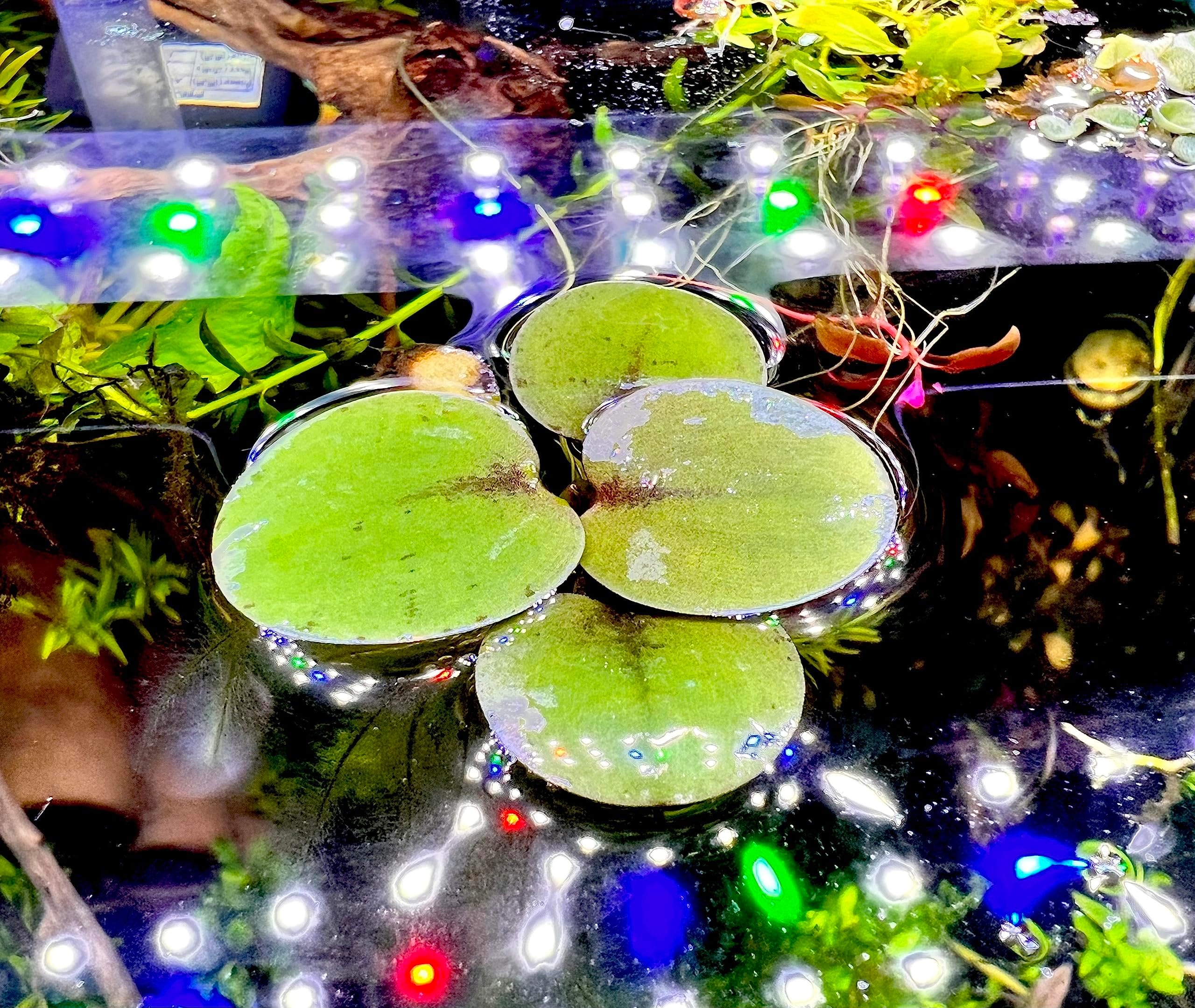 Amazon.com: 40+ Leaf Amazon Frogbit Aquarium Floating Plant : Pet Supplies