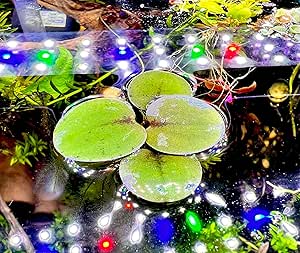 Amazon.com: 40+ Leaf Amazon Frogbit Aquarium Floating Plant : Pet Supplies